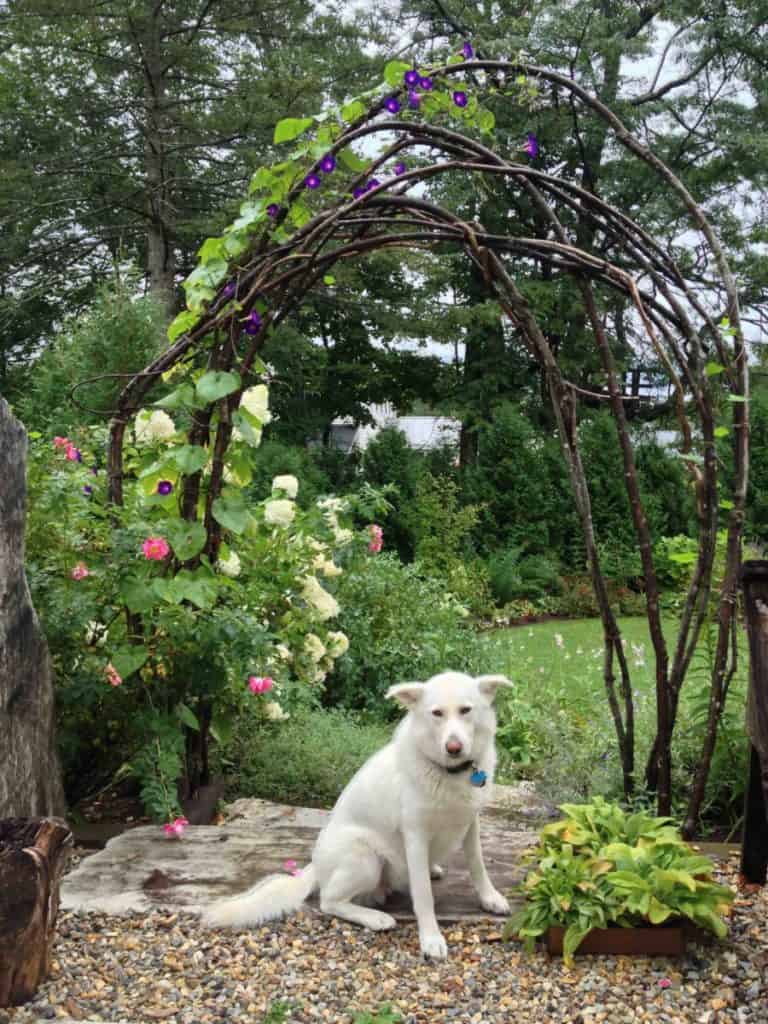 How to Build a Rustic Trellis - Ellen Ecker Ogden